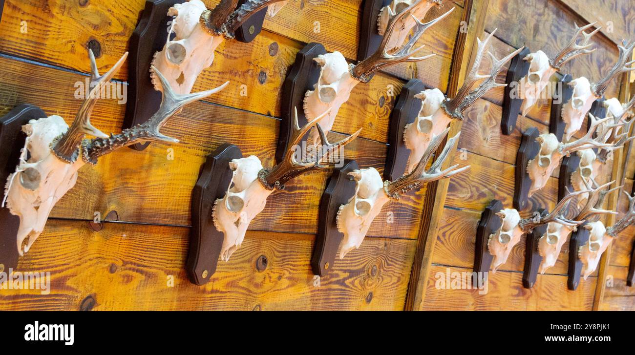 Decorative display of mounted deer antlers and skull trophies on a ...