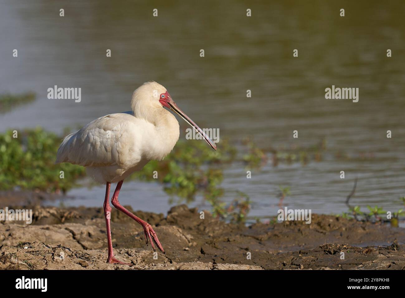 African Spoonbill (Platalea alba) feeding in a shallow lagoon at the ...