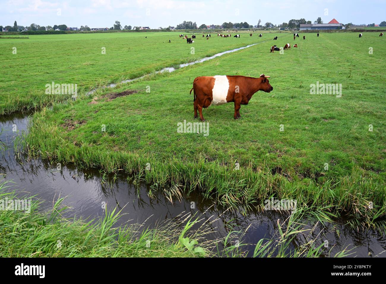 Dutch cows on the pasture, green meadow in Netherlands Stock Photo - Alamy