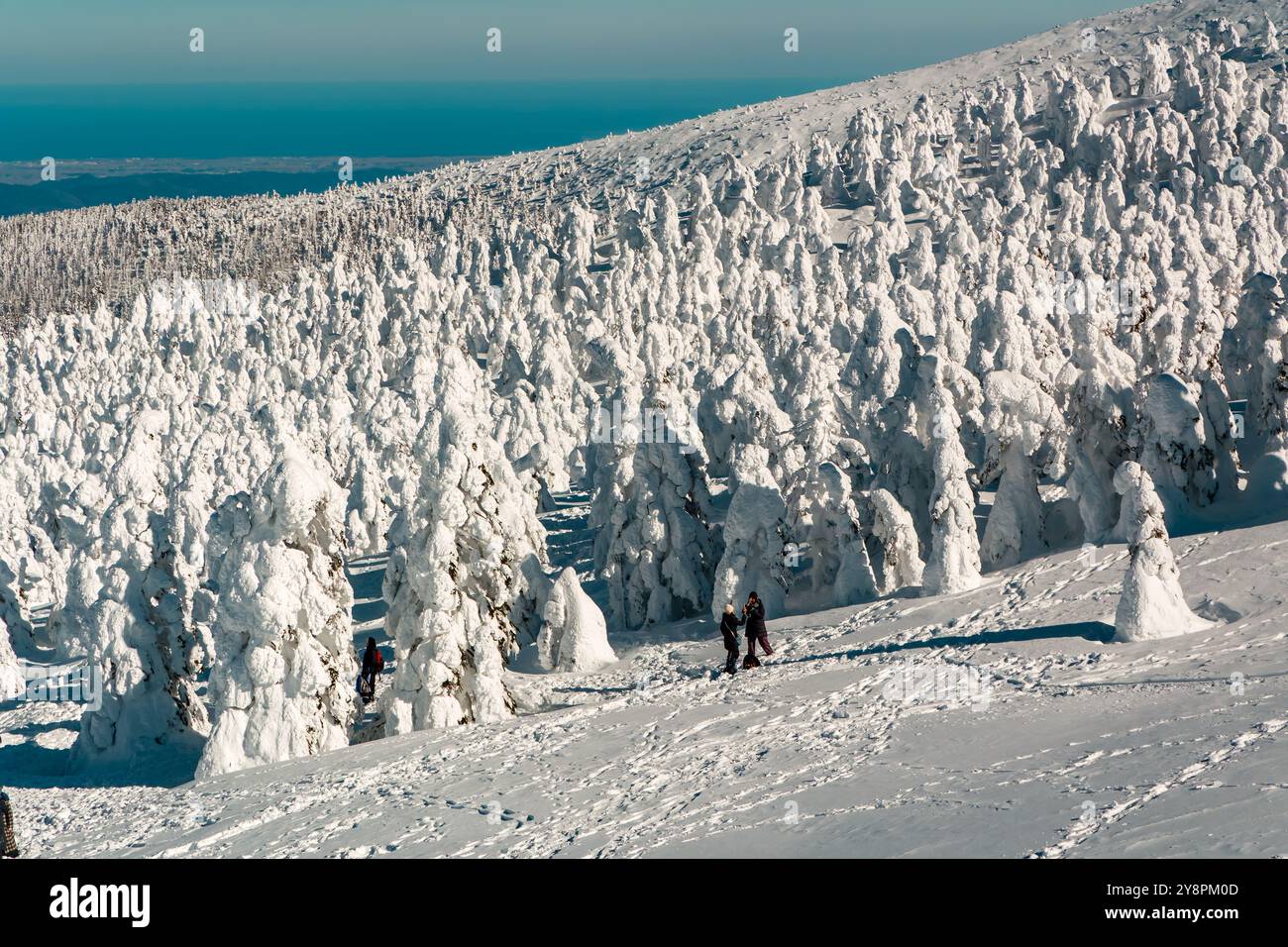 Hikers around ice-sculpted frozen trees at Zao Onsen, Japan Stock Photo ...