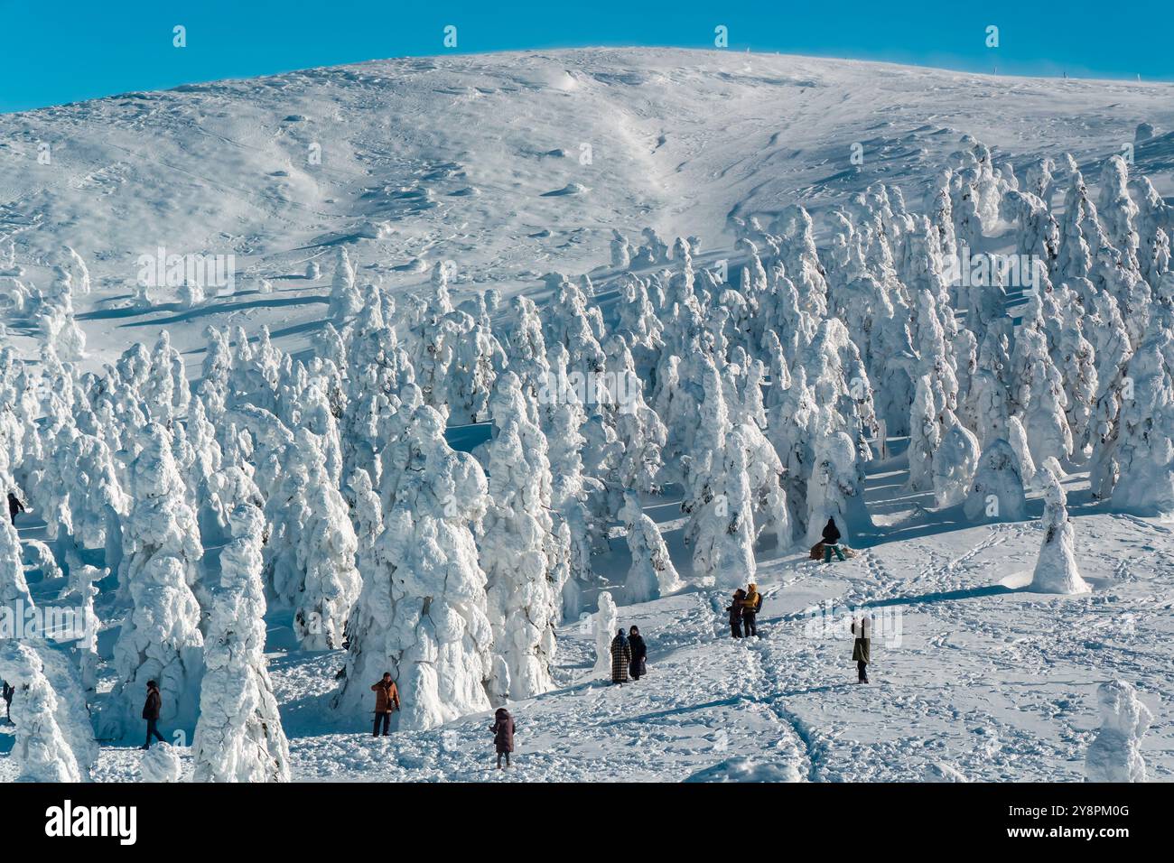 Hikers around ice-sculpted frozen trees at Zao Onsen, Japan Stock Photo ...