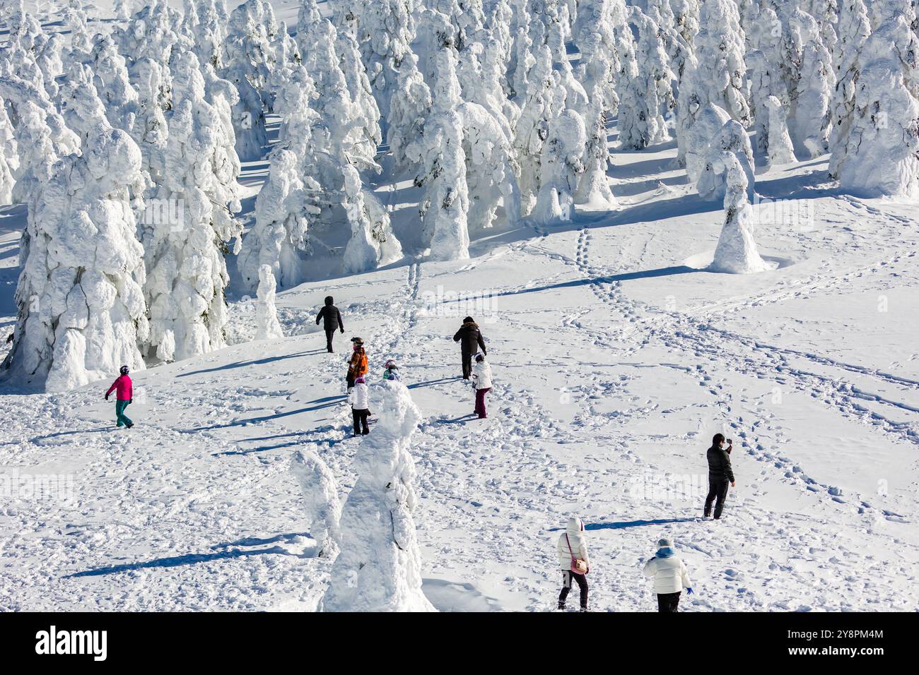 Tourists exploring the frozen trees and wilderness on top of Mount Zao ...