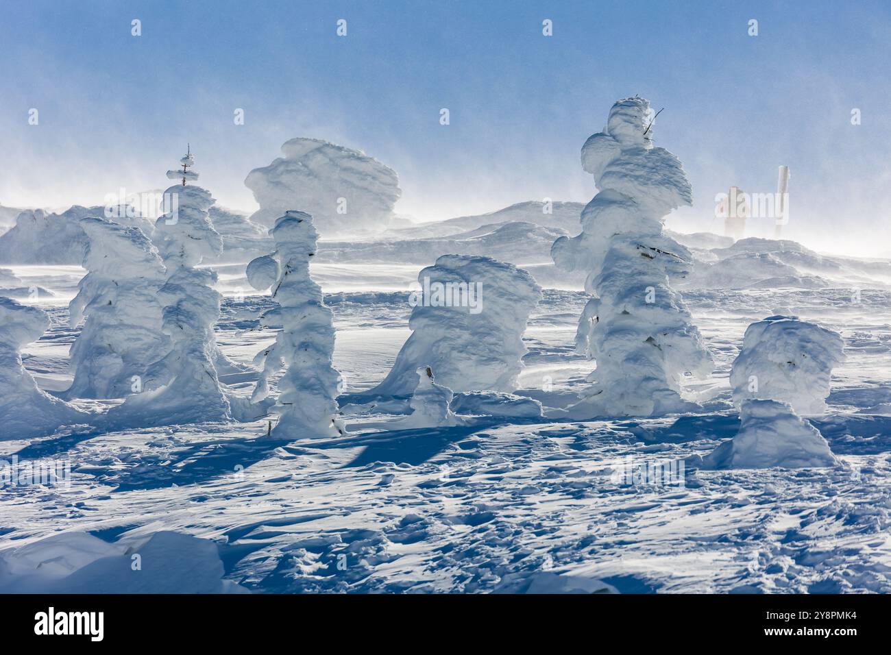 Trees frozen with snow and ice at the famous Zao Snow Monsters in ...