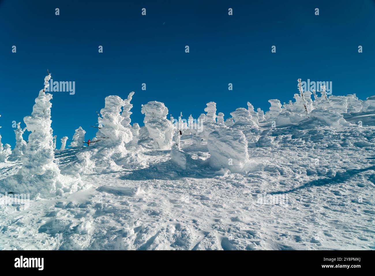 Snow and ice encrusted trees in a bitterly cold winter landscape (Zao ...