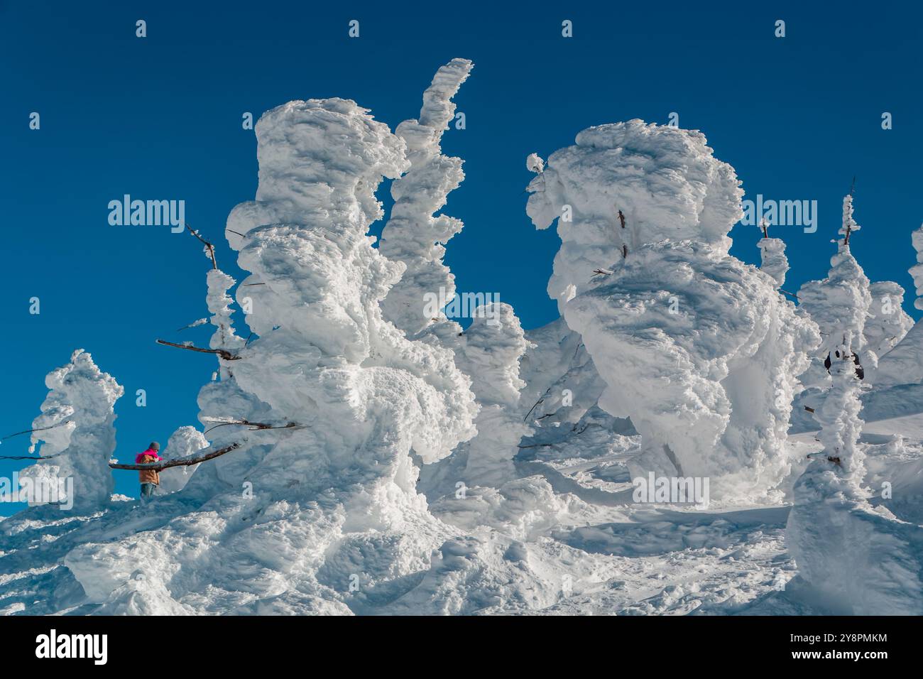 Hikers exploring the frozen Snow Monsters at Zao, Yamagata, Japan Stock ...