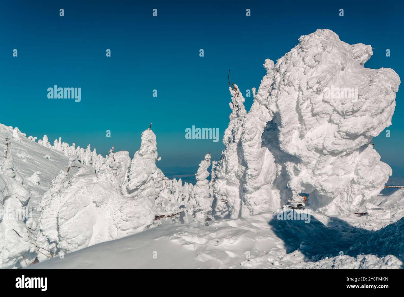 Wind-swept frozen trees on a bitterly cold mountain Stock Photo - Alamy