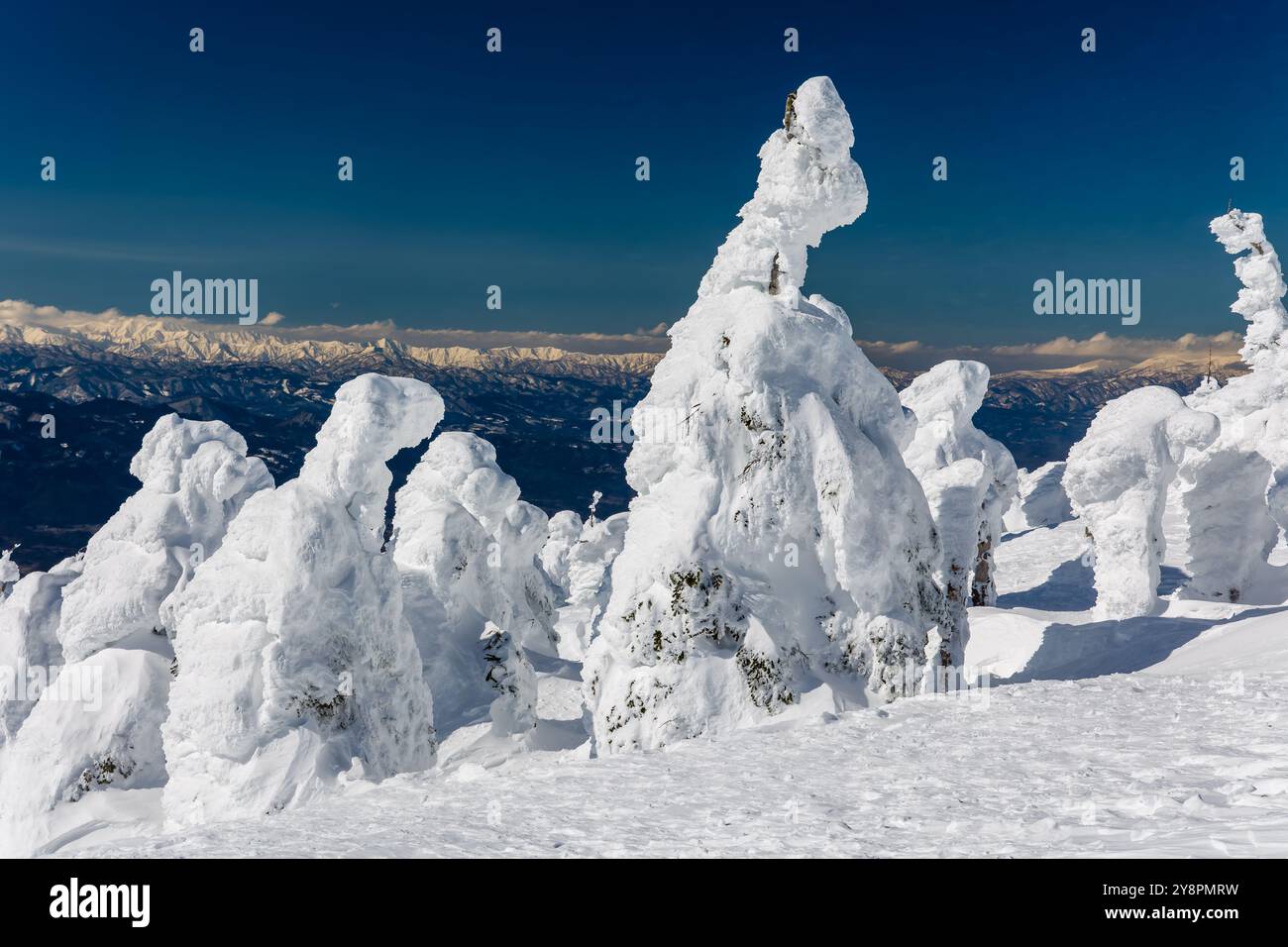 Snow and ice encrusted trees in a bitterly cold winter landscape (Zao ...