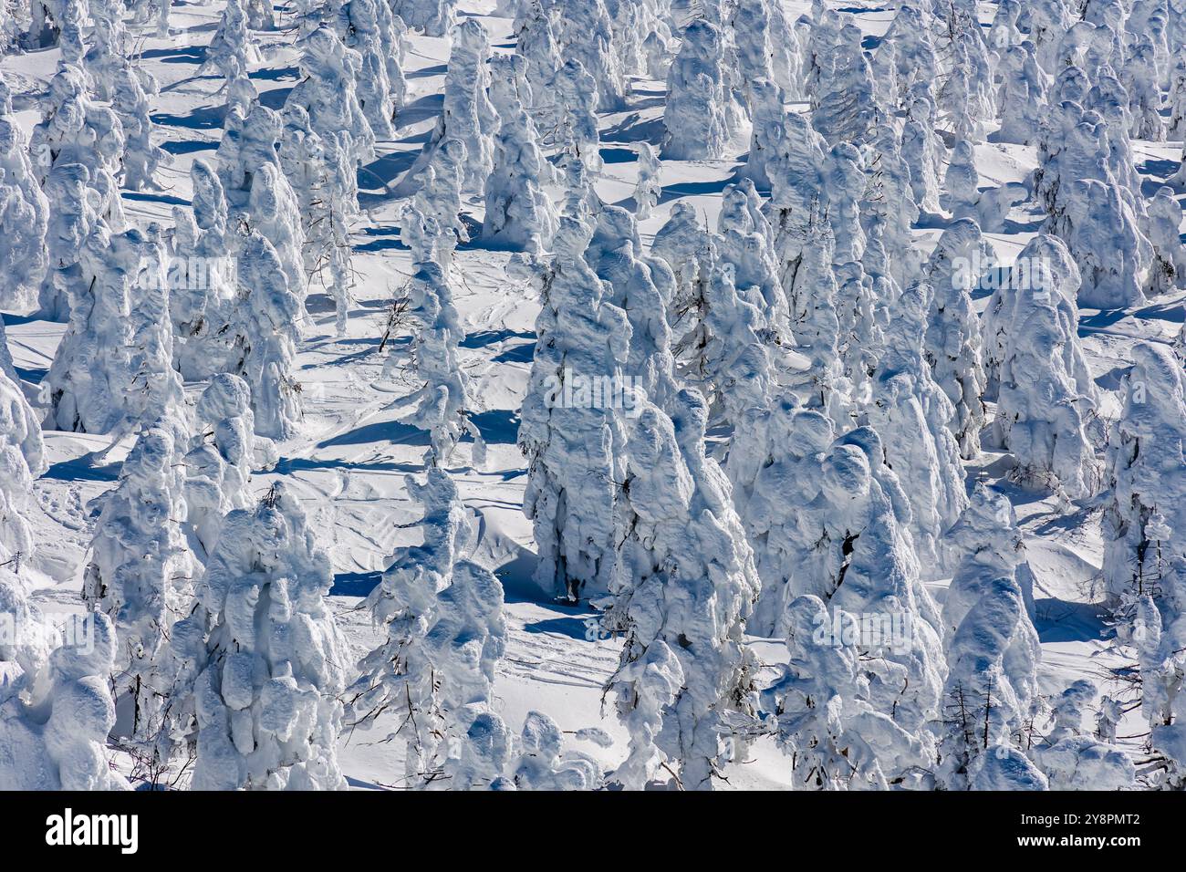 Trees frozen with snow and ice at the famous Zao Snow Monsters in ...