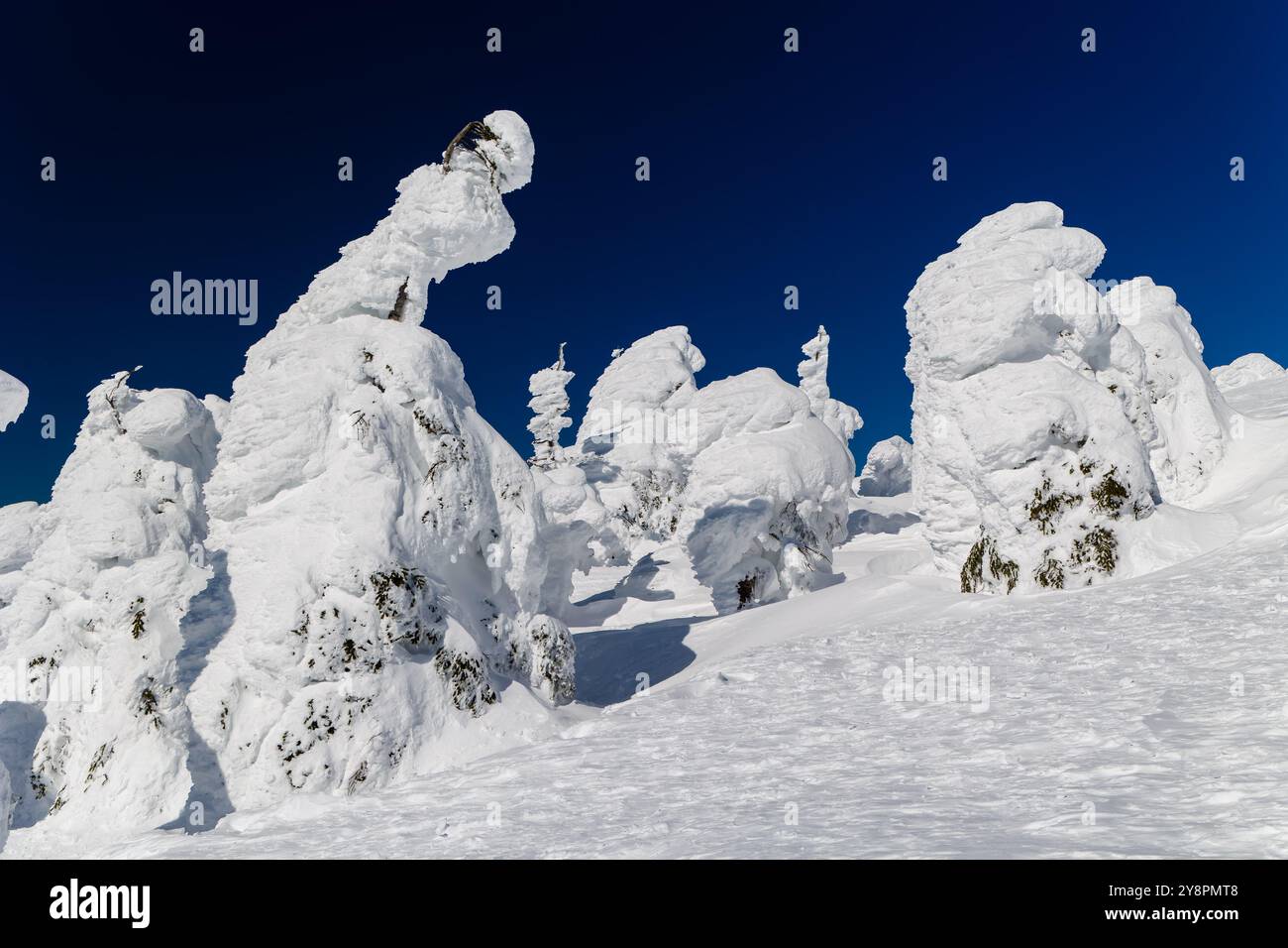 Snow and ice encrusted trees in a bitterly cold winter landscape (Zao ...