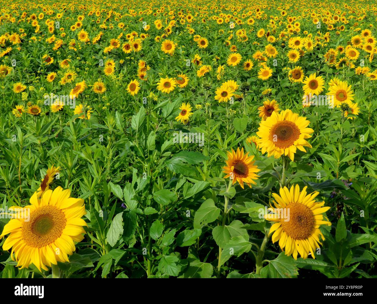 Die goldenen blumen hi-res stock photography and images - Alamy