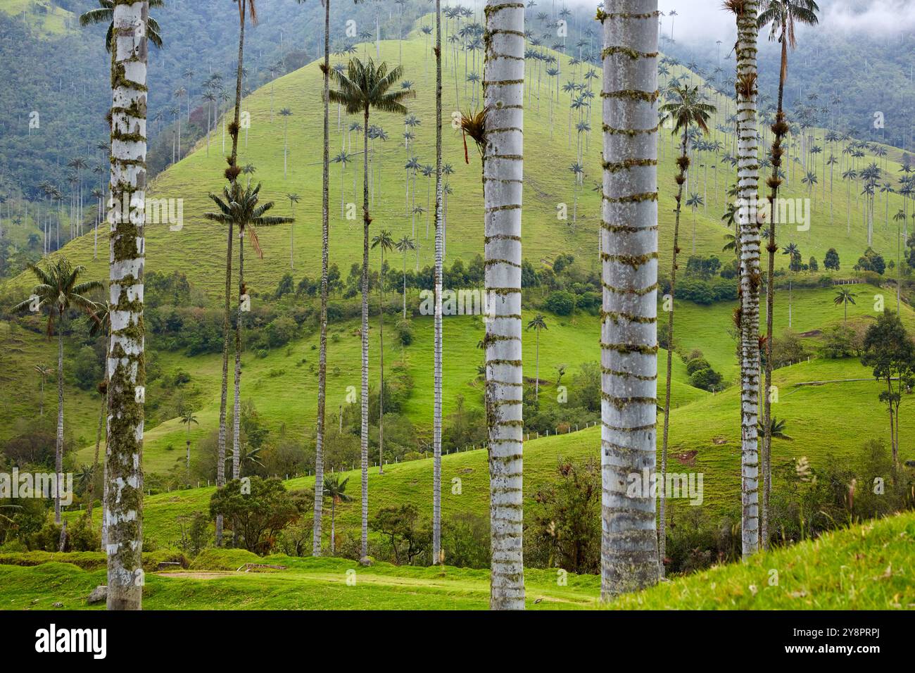 Palma de Cera del Quindío (Ceroxylon quindiuense), Valle del Cocora ...