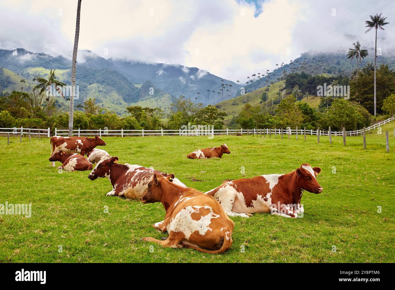 Cattle, Palma de Cera del Quindo (Ceroxylon quindiuense), Valle del ...