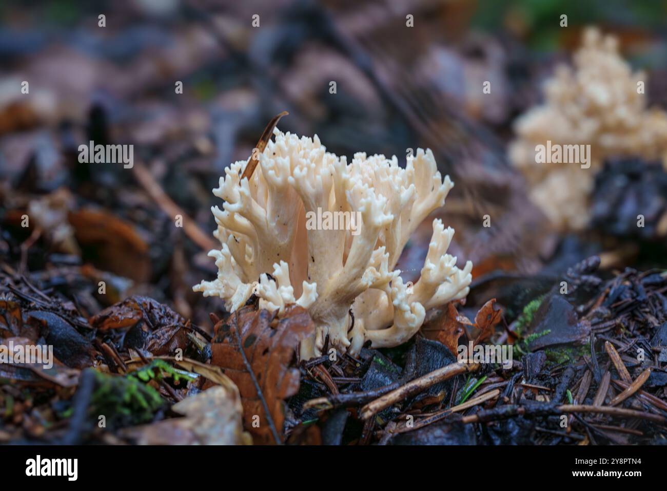 A close-up view of a coral mushroom emerging from the forest floor ...