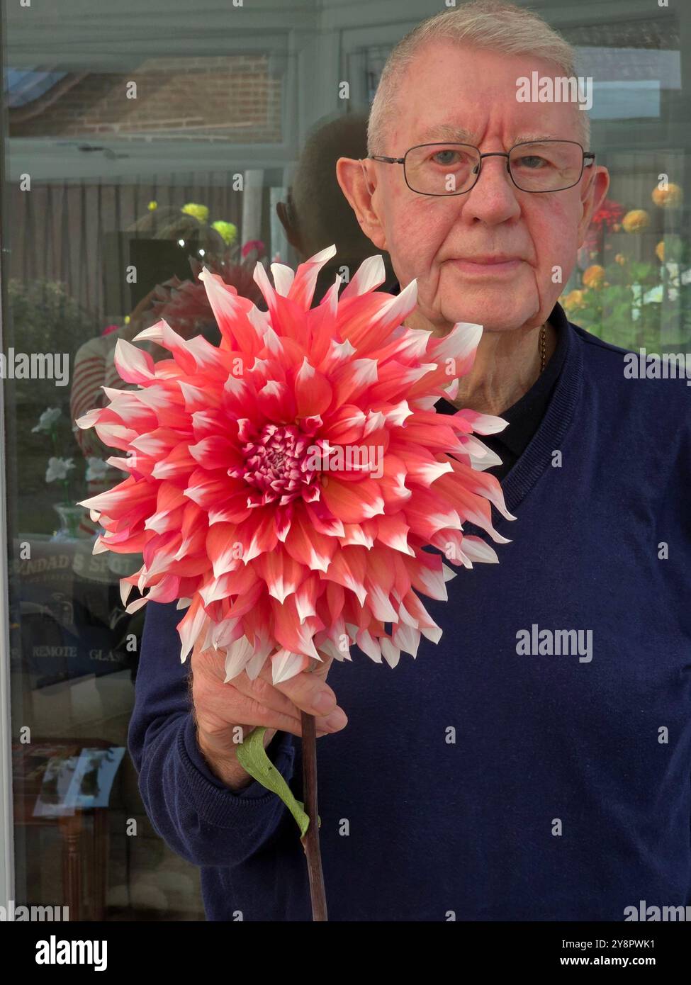 Giant Dahlia,Holland Festival Stock Photo - Alamy