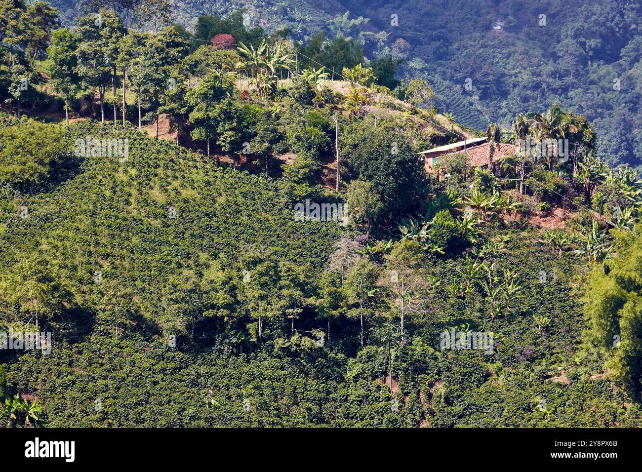 Cafetales, Coffee plantations, Santa Barbara, Antioquia, Colombia ...