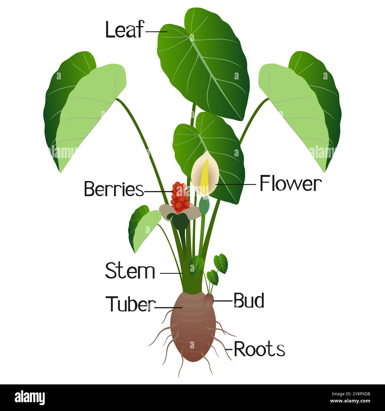 Yam cultivation Stock Vector Images - Alamy