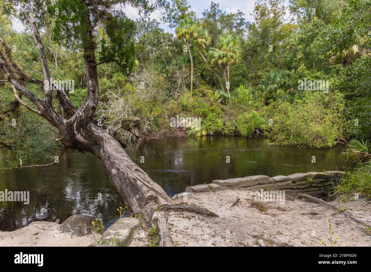 The ancient tree extends over the Hillsborough River State Park in ...