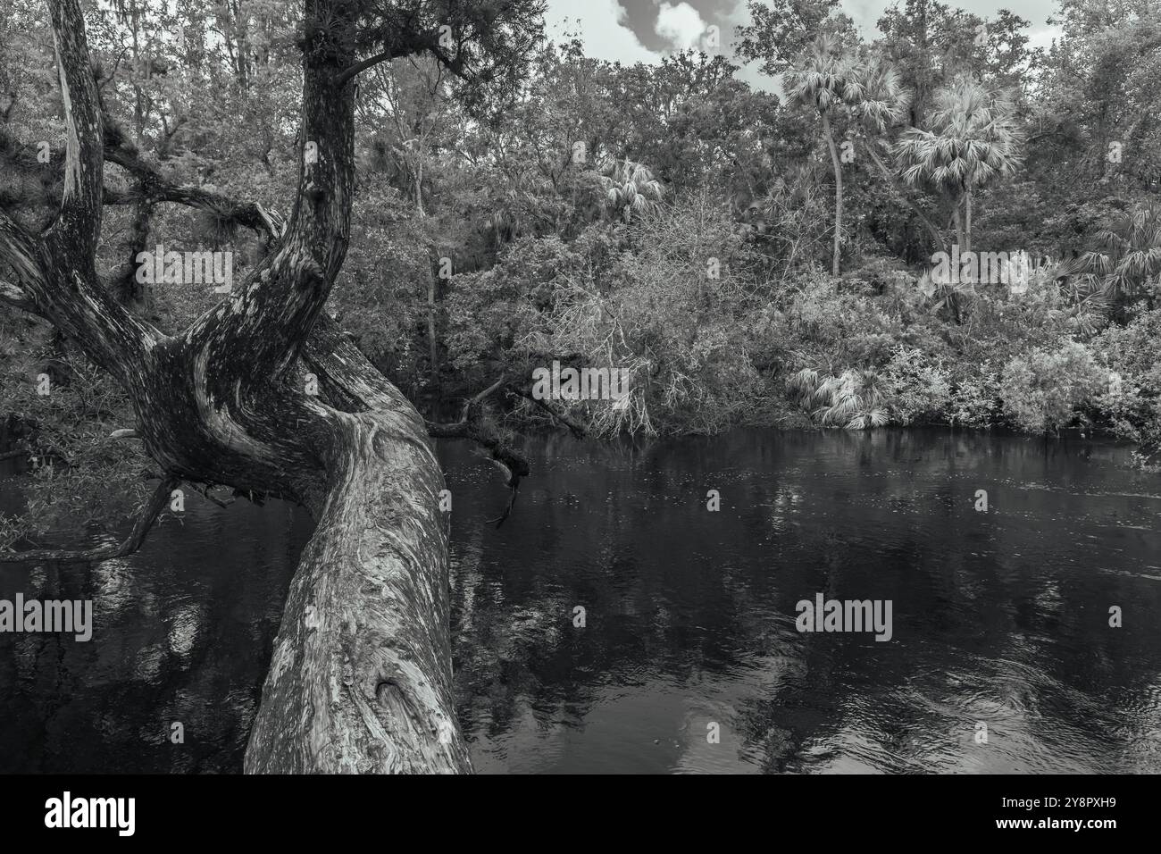The ancient tree extends over the Hillsborough River State Park in ...
