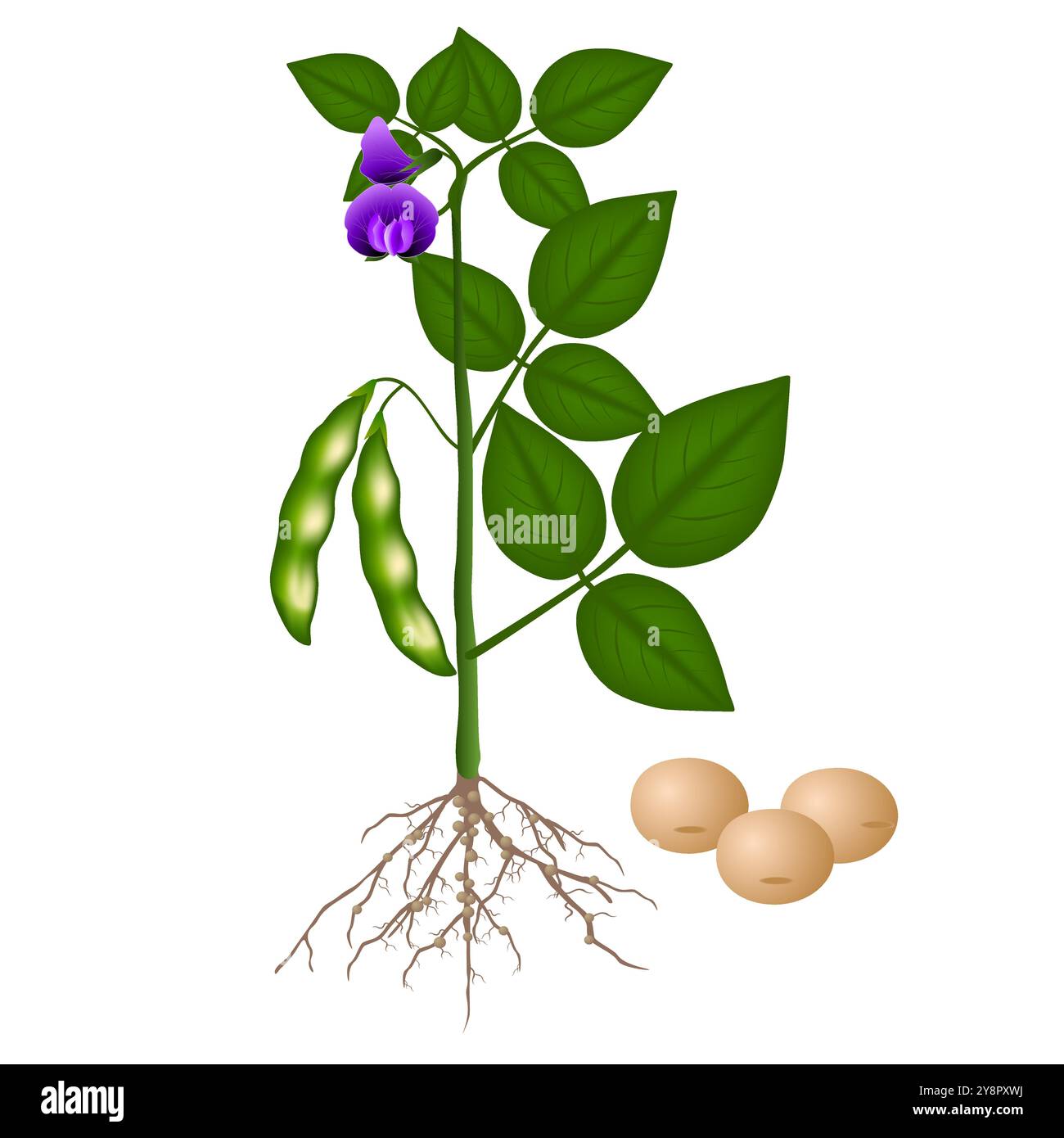 Soybean bloom Stock Vector Images - Alamy
