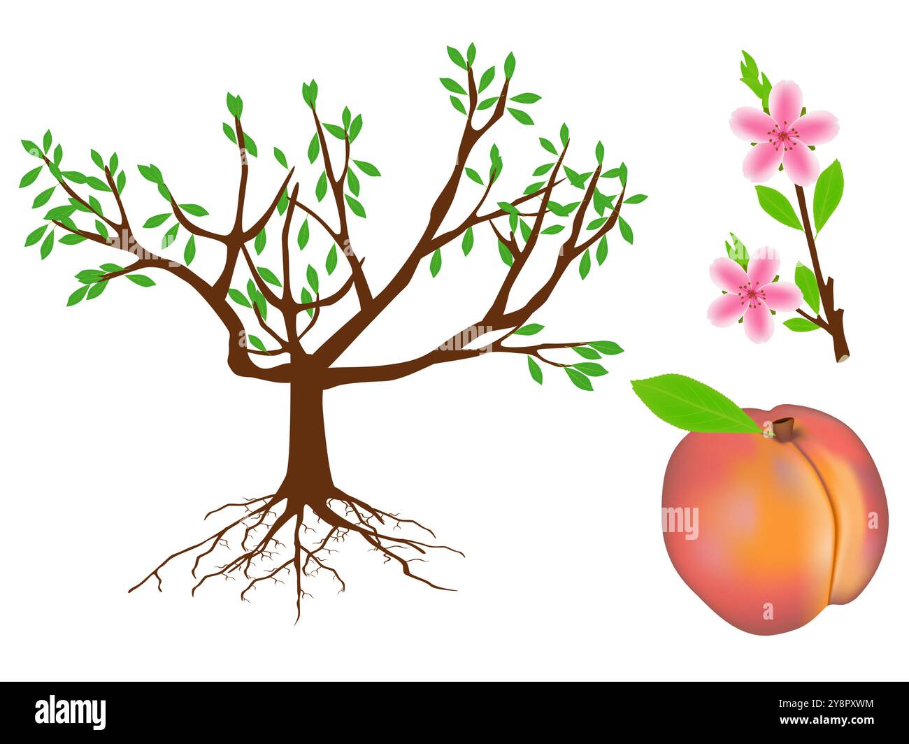 Part of a peach plant on a white background Stock Vector Image & Art ...