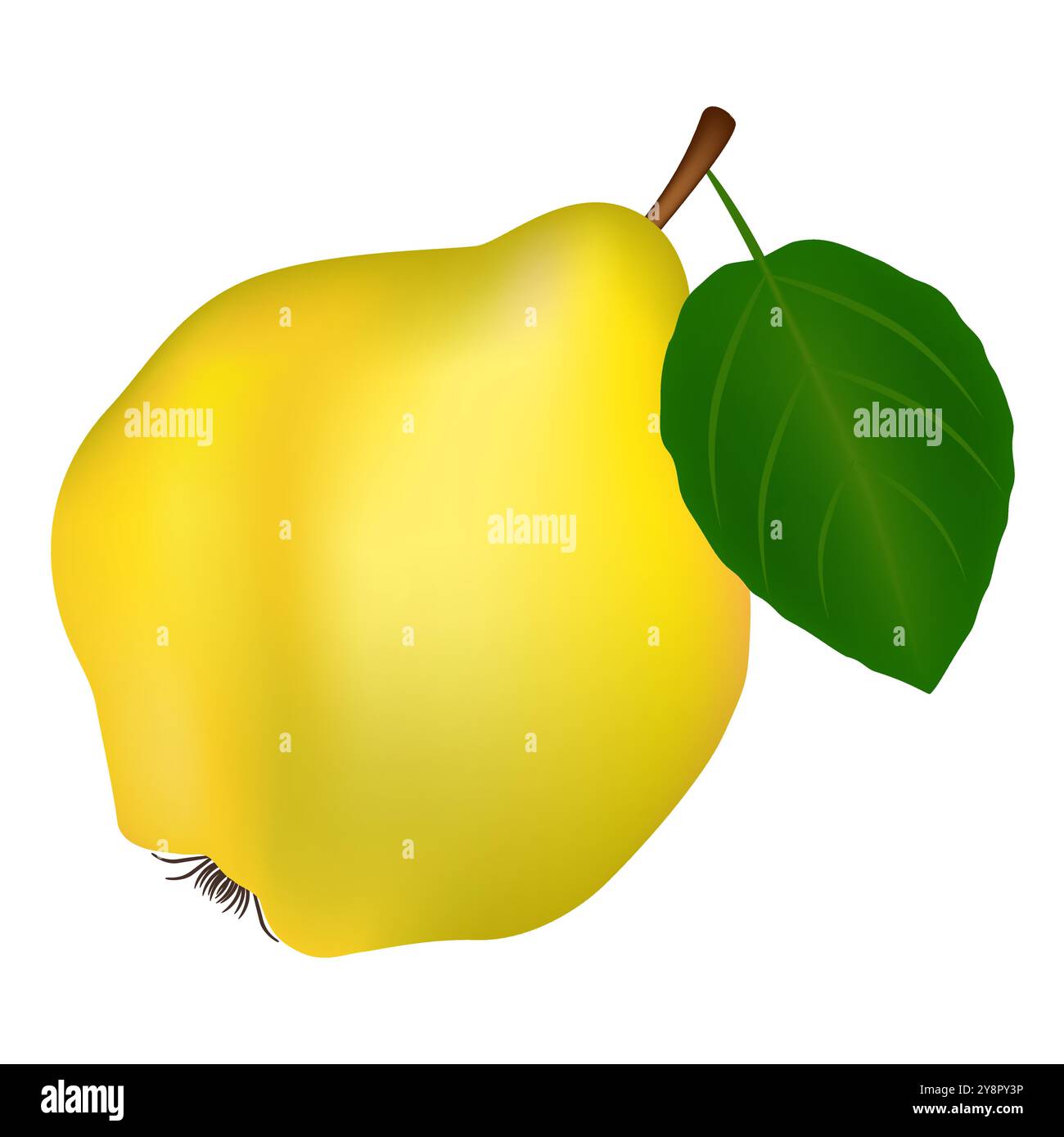 Quince apple Stock Vector Images - Alamy