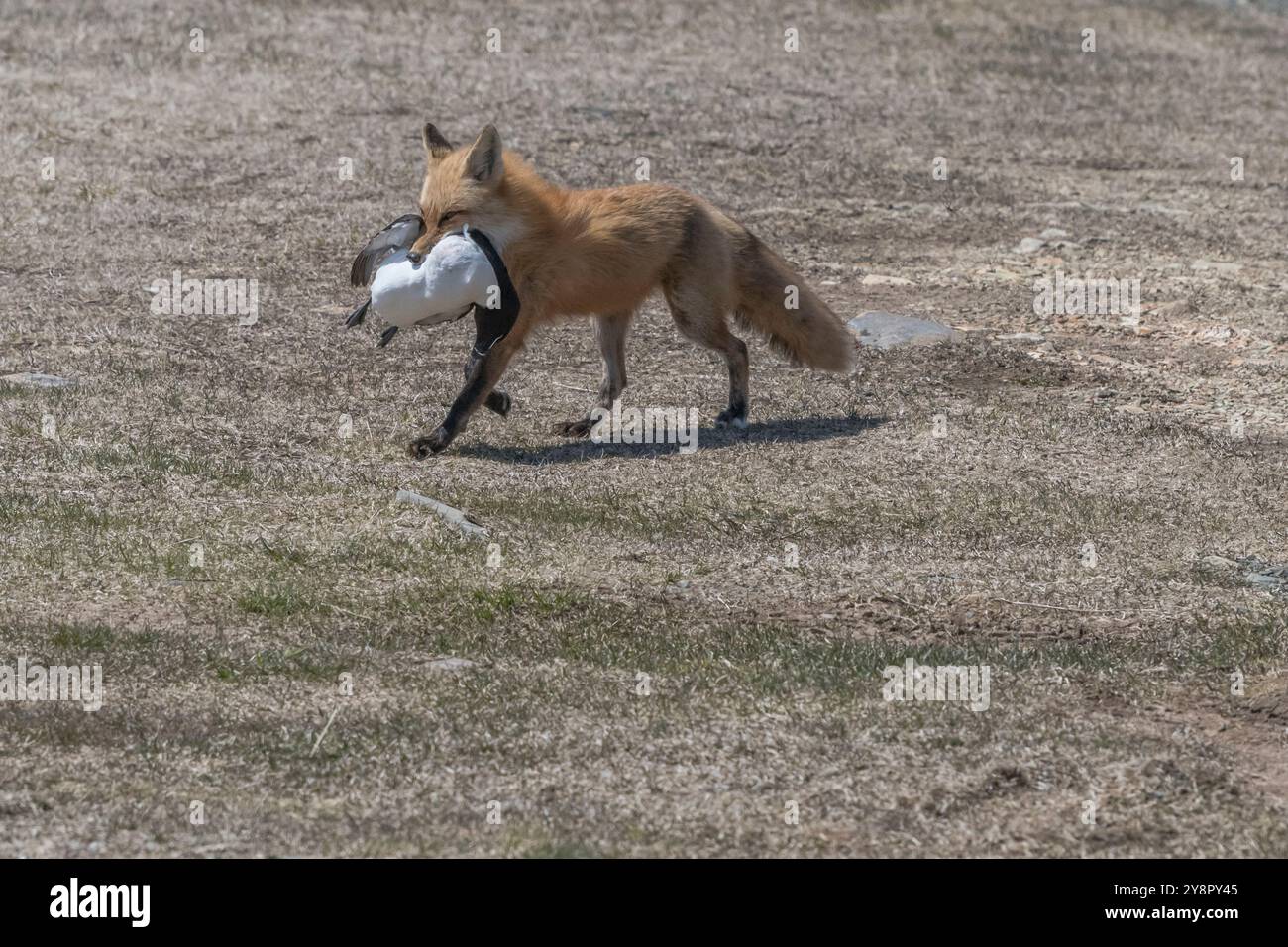 Red fox adult female with razorbill auk in her mouth Cape St. Mary's ...