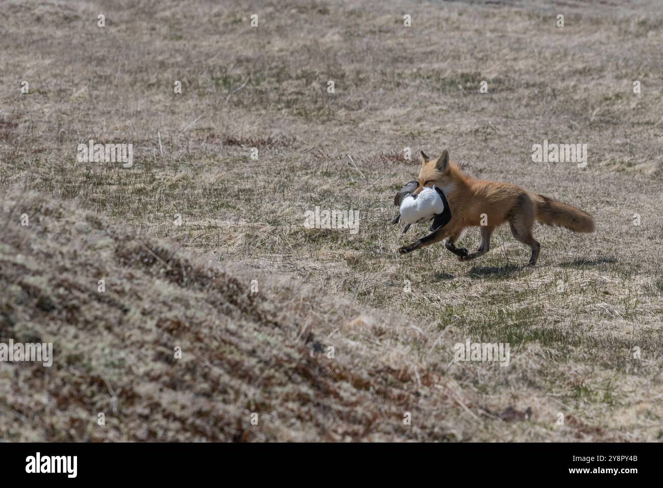 Red fox adult female with razorbill auk in her mouth Cape St. Mary's ...