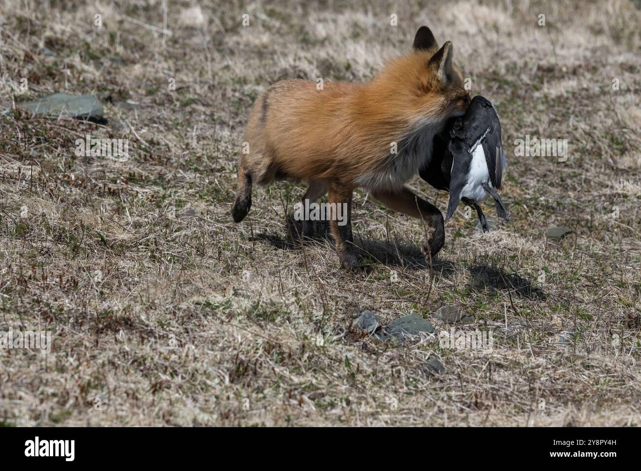 Red fox adult female with razorbill auk in her mouth Cape St. Mary's ...