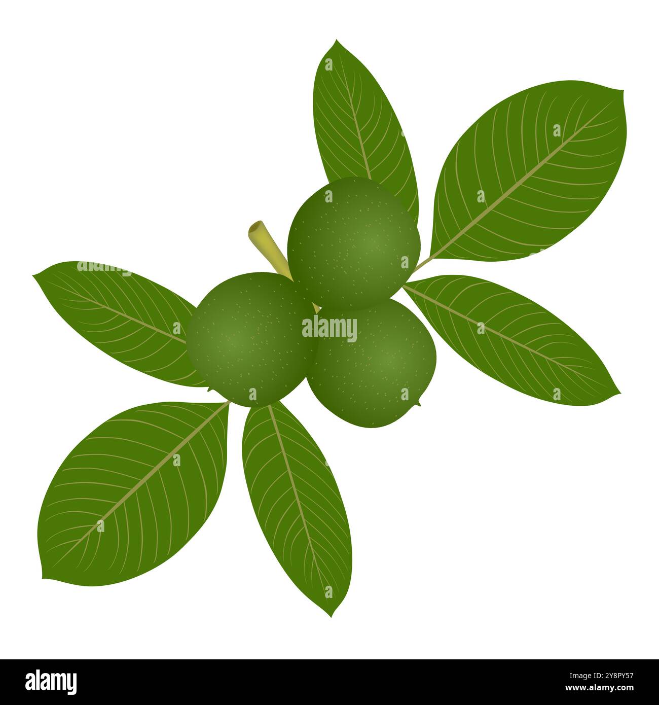 Walnuts walnut leaves in Stock Vector Images - Alamy