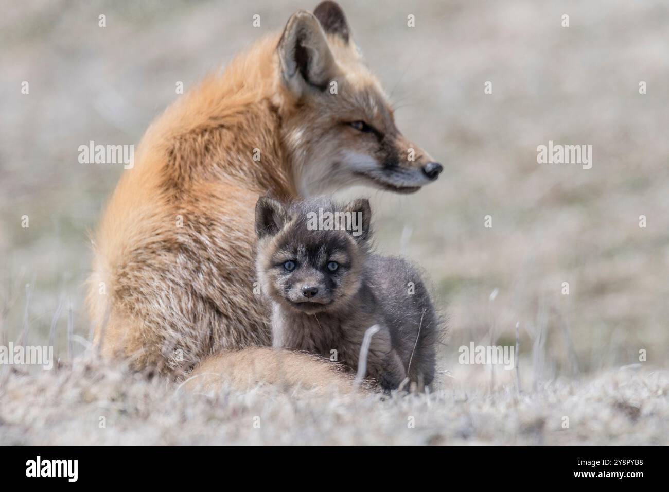 Red fox adult female with pups Cape St. Mary's, Newfoundland Stock Photo - Alamy