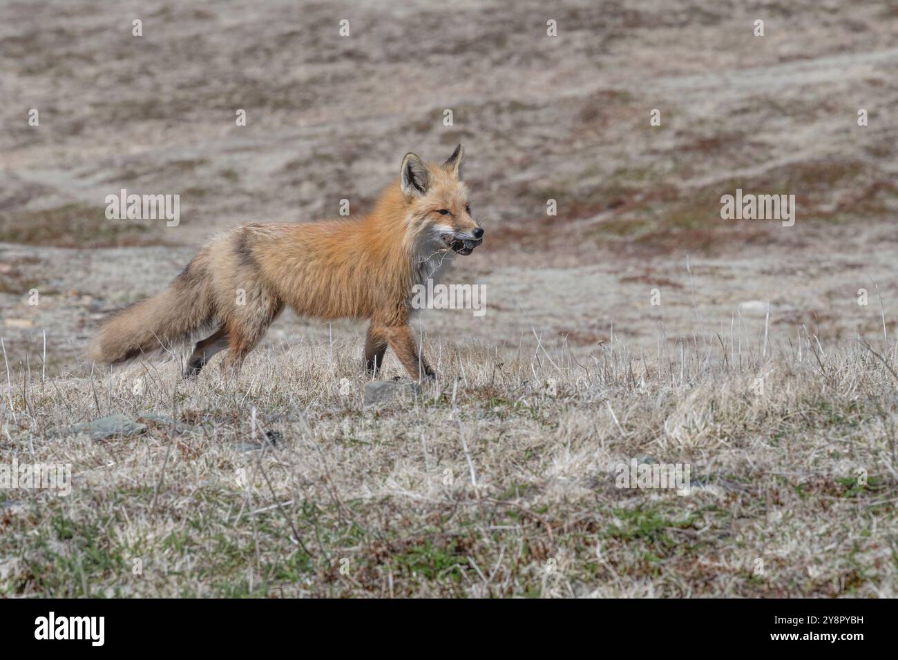 Red fox female carrying a vole she caught in her mouth Cape St. Mary's ...