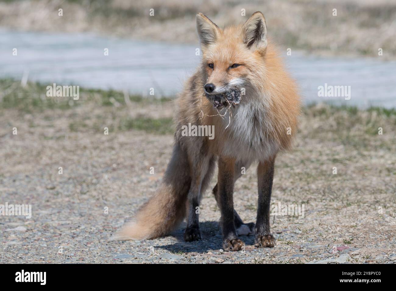 Red fox female carrying a vole she caught in her mouth Cape St. Mary's ...