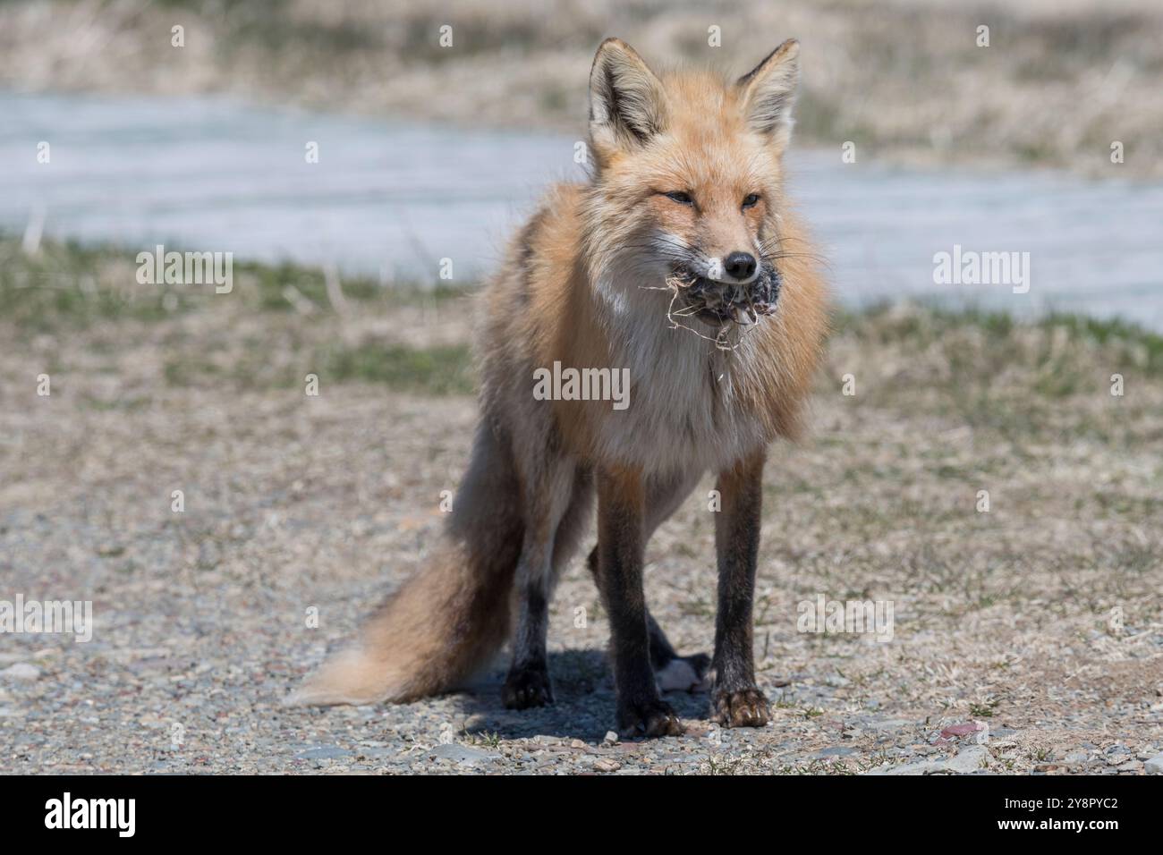 Red fox female carrying a vole she caught in her mouth Cape St. Mary's ...