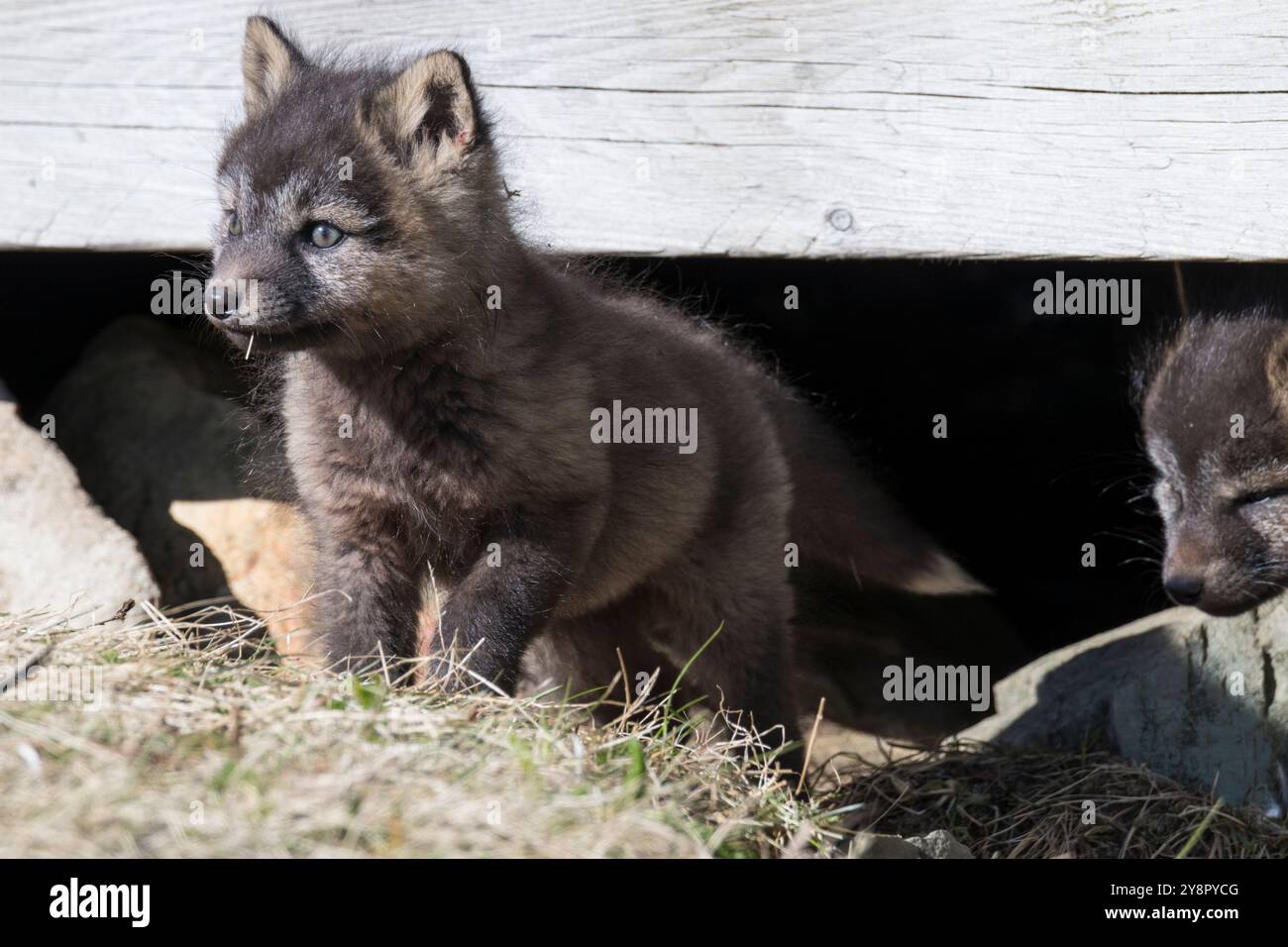 Red fox kits running around hi-res stock photography and images - Alamy