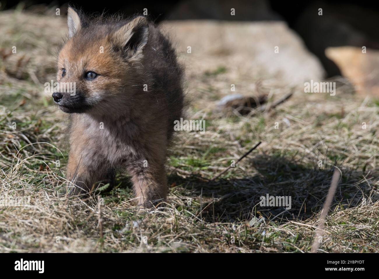 Red fox kits walking around near the entrance to their den, Cape St ...