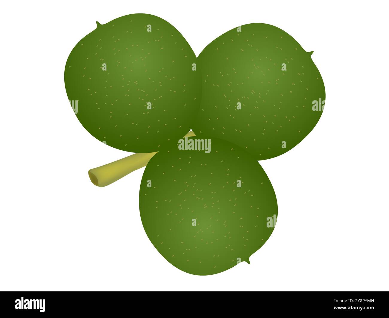 Walnut on green background Stock Vector Images - Alamy
