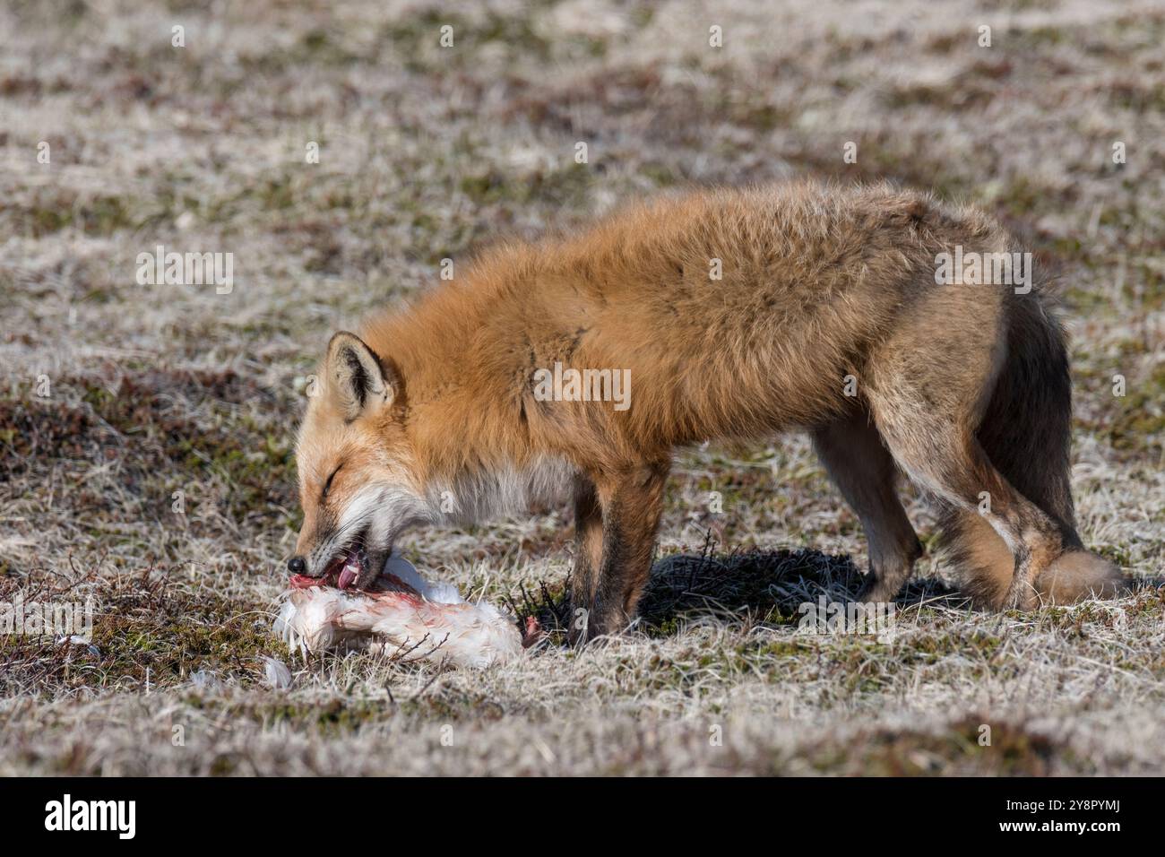 Red fox adult female eating a bird that she caught at Cape St. Mary's ...