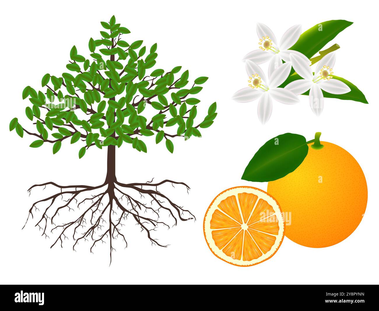 Orange tree with orange blossom flowers Stock Vector Images - Alamy