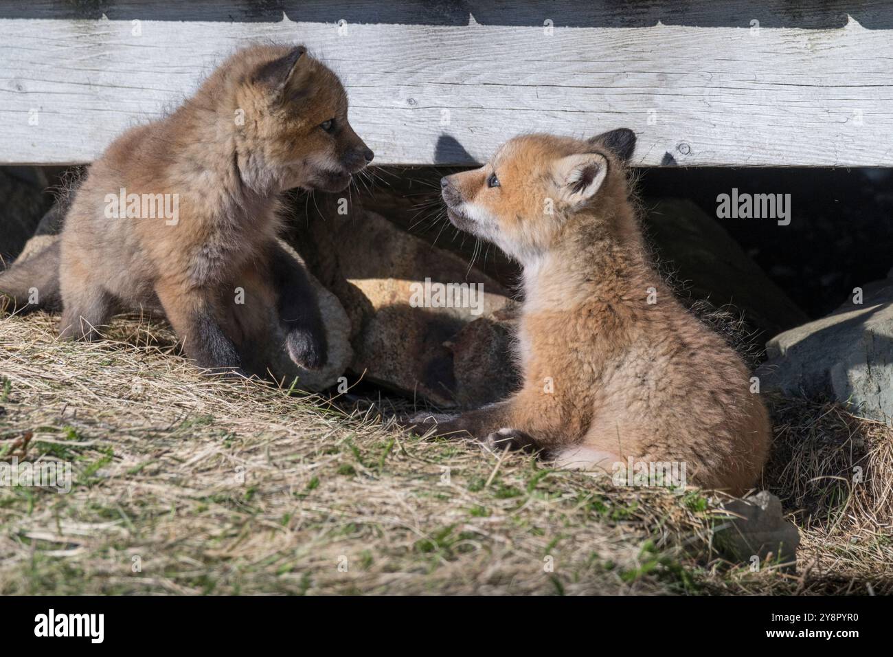 Red fox kits playing at the entrance to their den, Cape St. Mary's ...