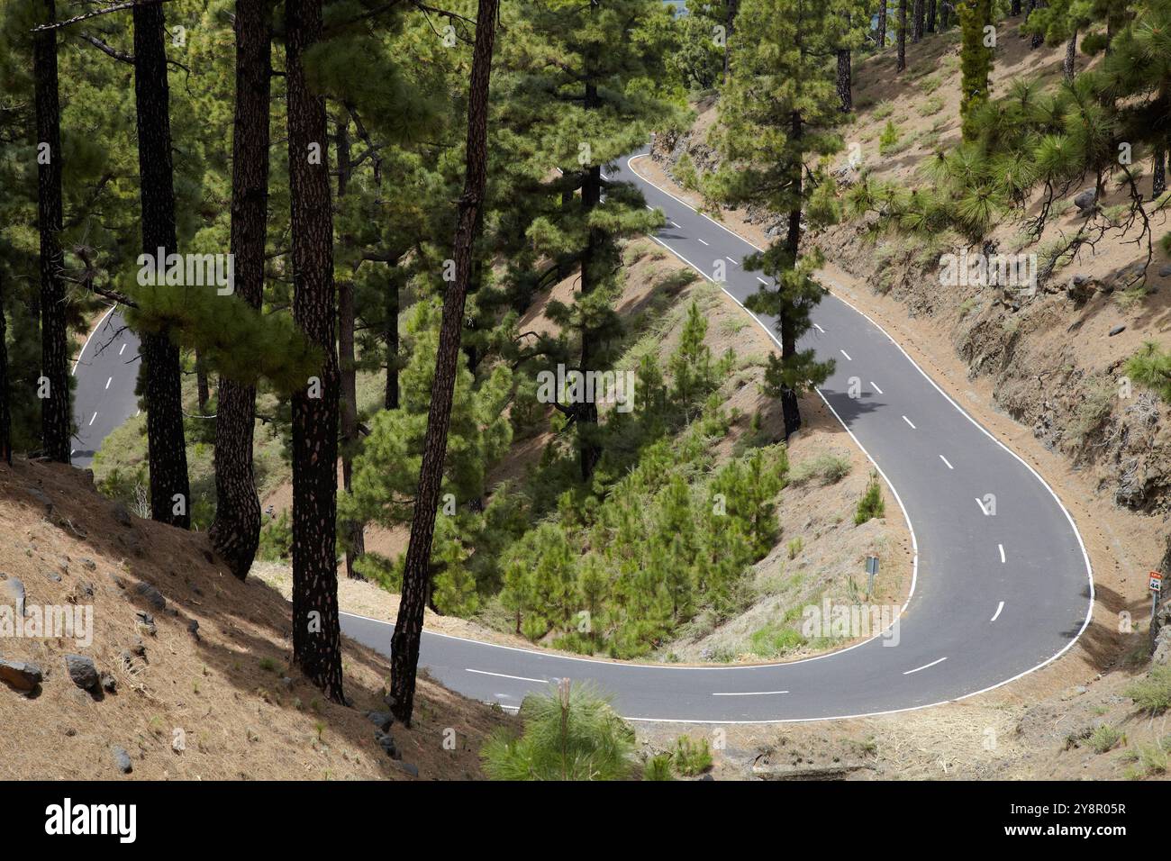 Pinus canariensis, Curves road rise to Caldera de Taburiente National ...