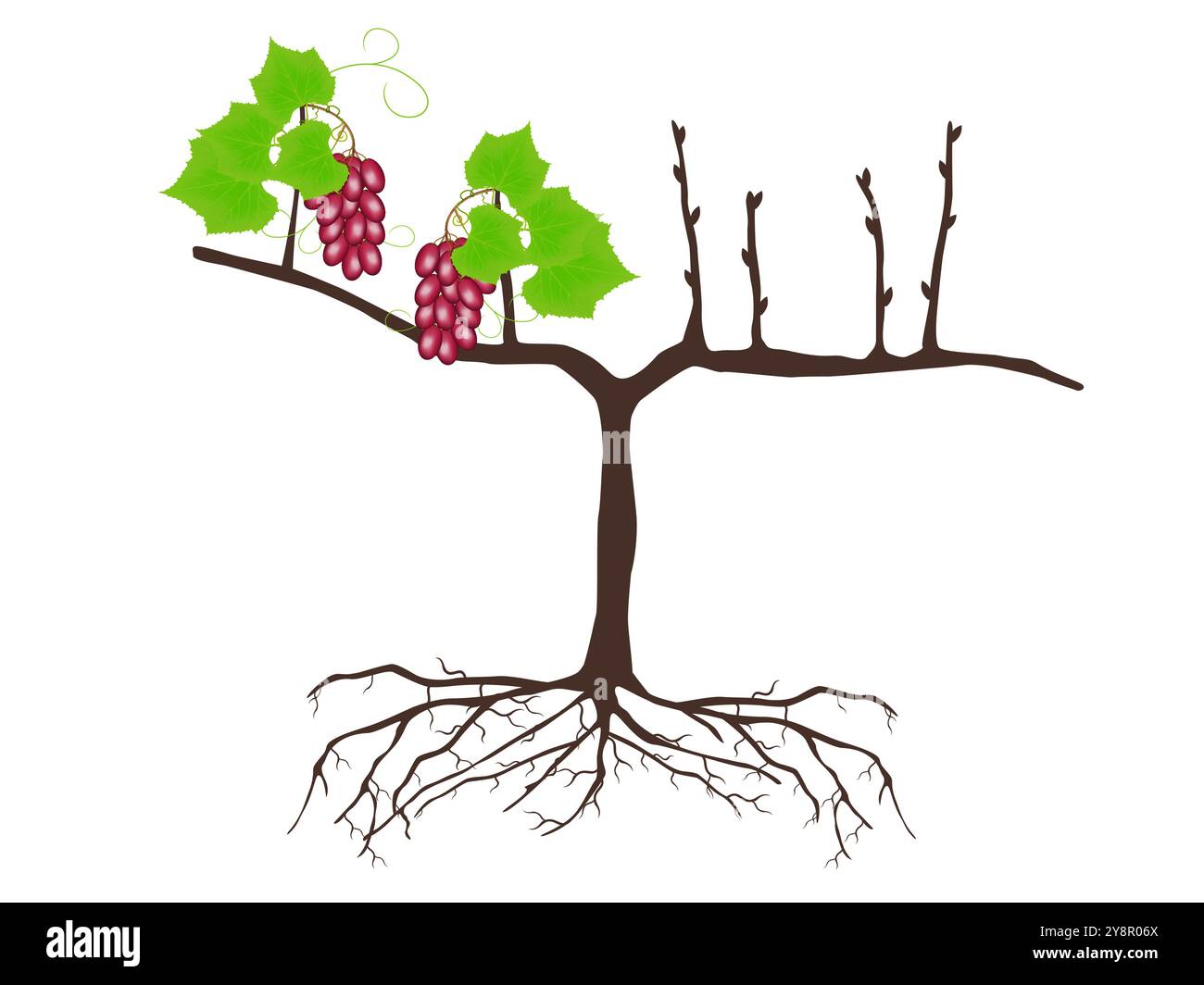 Plant of grapes on a white background Stock Vector Image & Art - Alamy