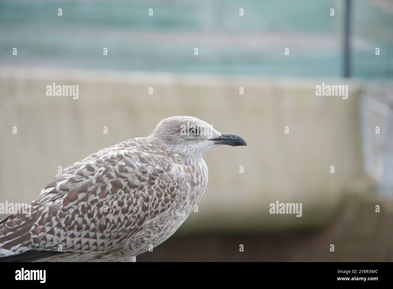 Lone sea gull standing hi-res stock photography and images - Alamy