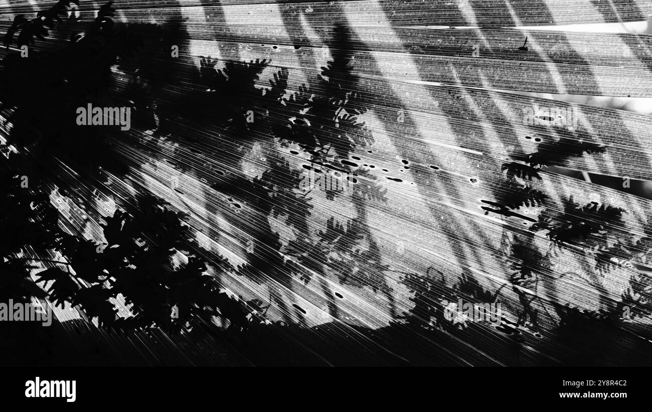 Abstract image of dark shadow of leaves on a backlit palm leaf. Nature ...