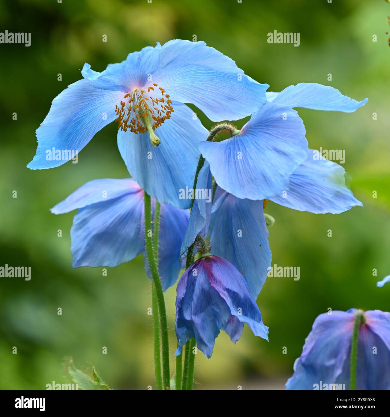 Himalayan blue poppy p c abildgaard hi-res stock photography and images ...