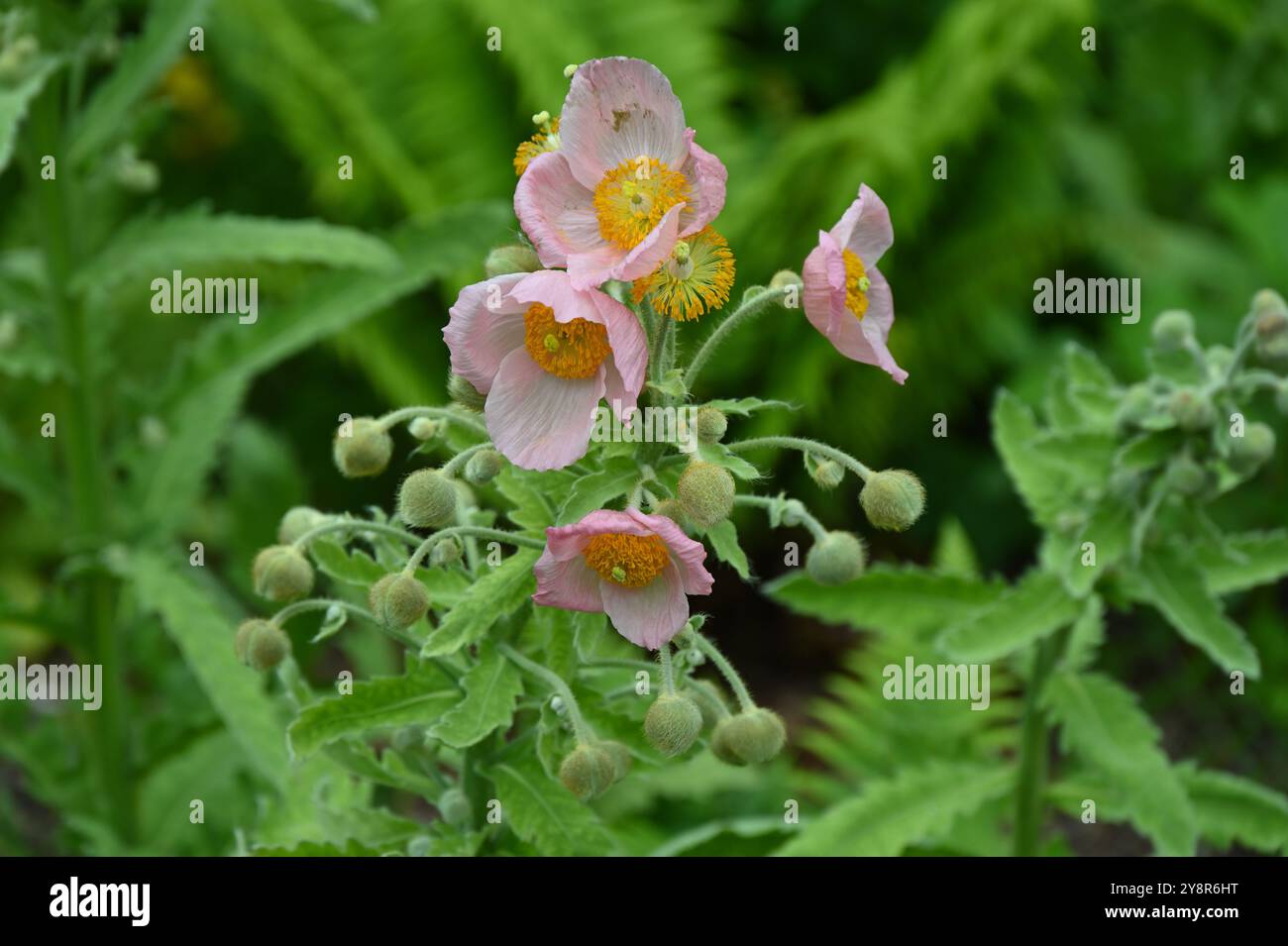 Meconopsis napaulensis pink form hi-res stock photography and images ...