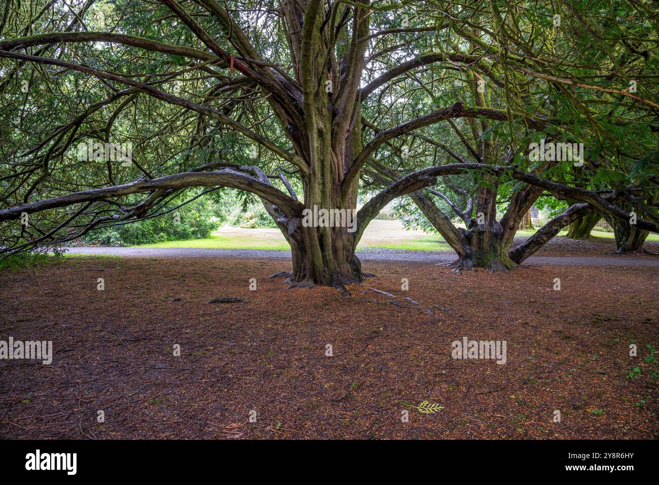 Expansive branches and gnarled trunks of an ancient Yew Tree Grove at ...