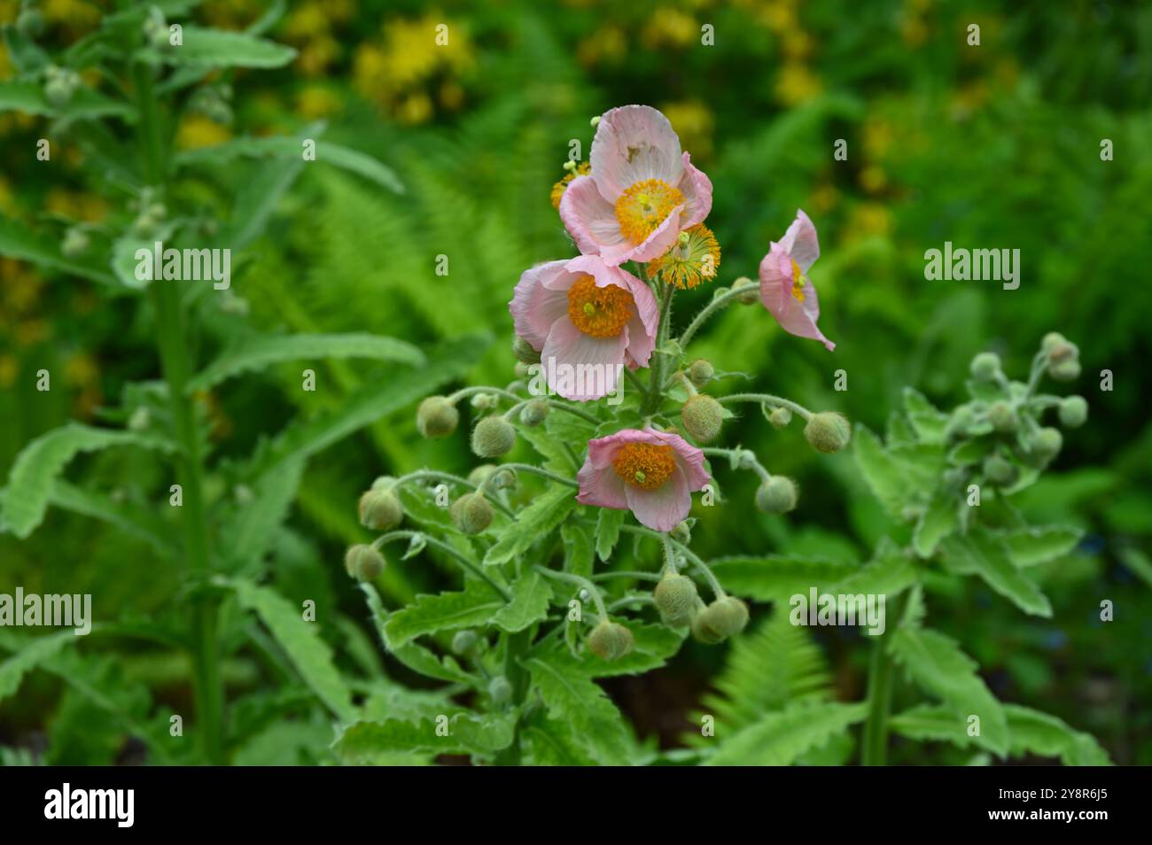 Spring flowers of satin poppy or Meconopsis napaulensis pink form in UK ...