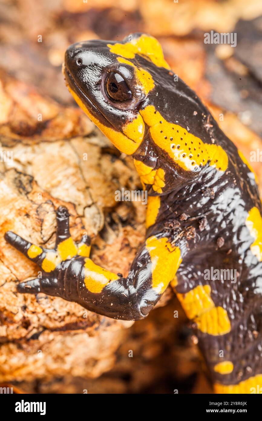 Fire Salamander - Salamandra salamandra-, Barcelona, Spain Stock Photo ...