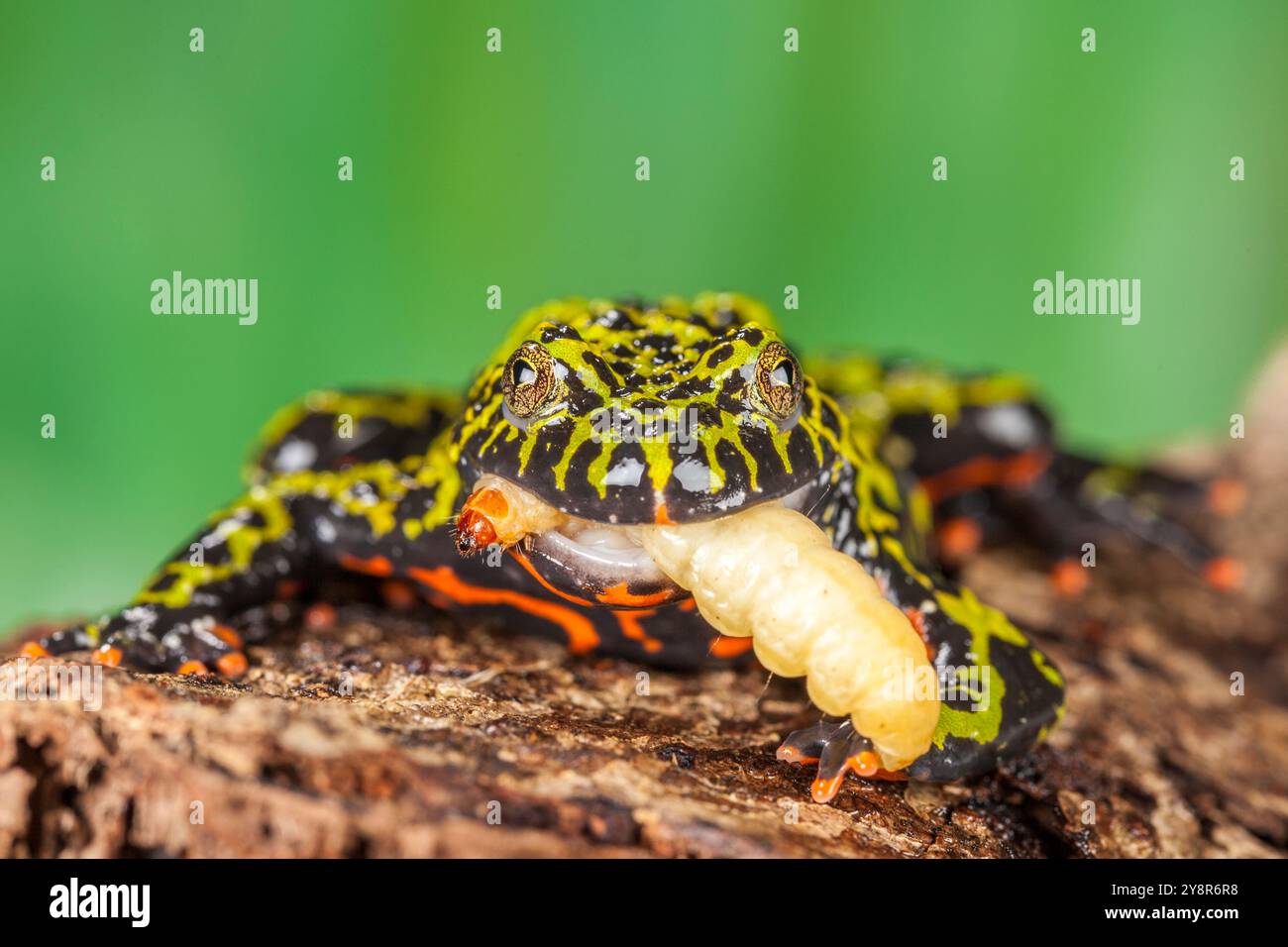 Oriental fire-bellied toad - Bombina orientalis Stock Photo - Alamy