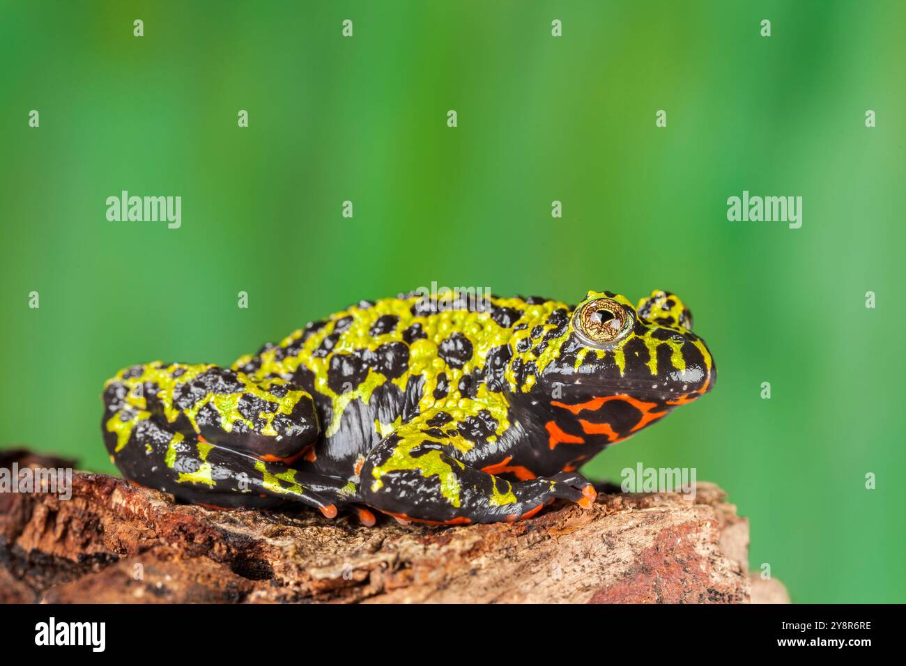 Oriental fire-bellied toad - Bombina orientalis Stock Photo - Alamy
